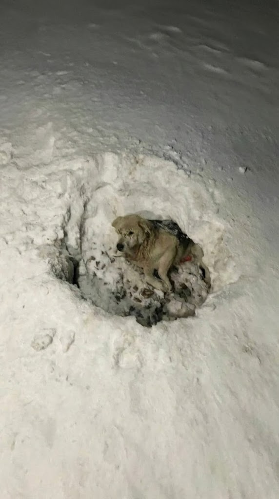 From Snowbound Silence to a Life with Purpose — Mishka’s Remarkable ...