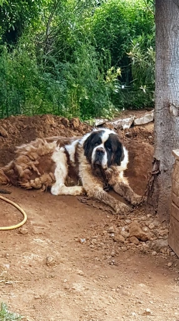 Eight Years Tied to the Same Tree — A Senior Dog Who Never Stopped ...