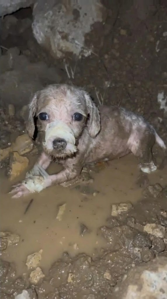 From Bound Hands to a Beating Heart: How Repollita Fought Her Way Back ...