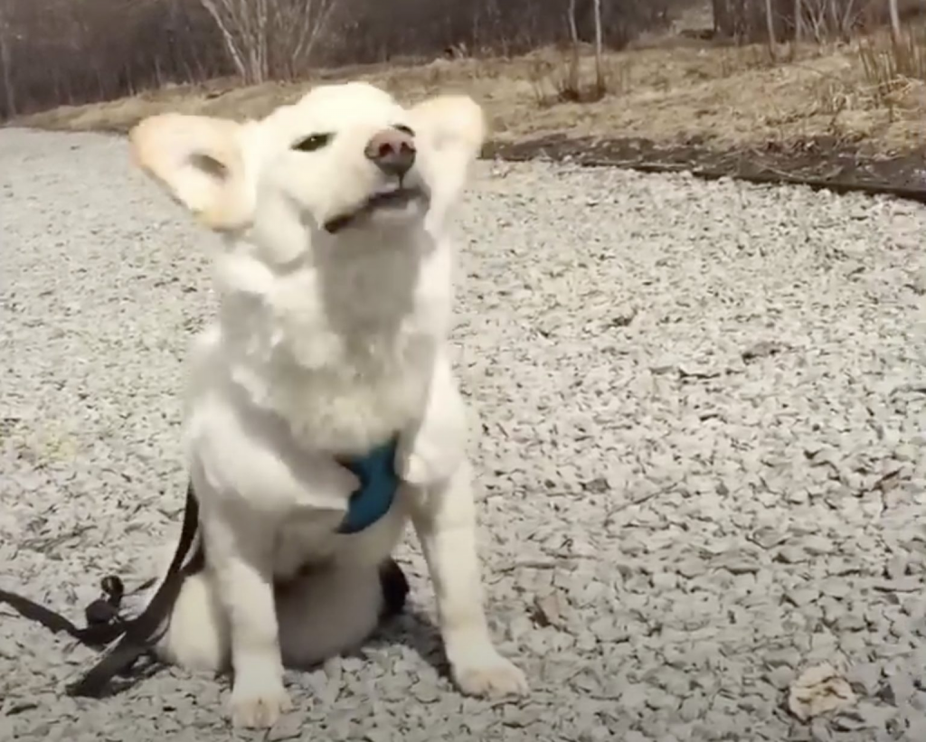 He Lay Collapsed in the Snow for Days — Lunka’s Journey Back to Life ...