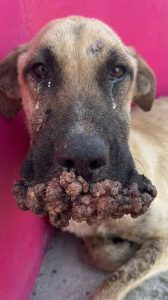 The Little Soul They Mocked: How Hercules Learned to Smile Through a ...