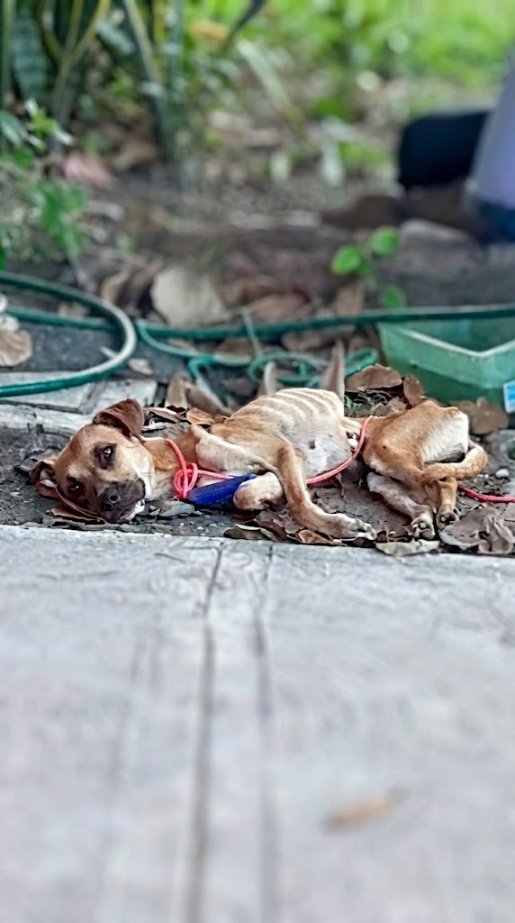 She Was Tied to a Tree and Left to Disappear - rescue.tindung24h.vn