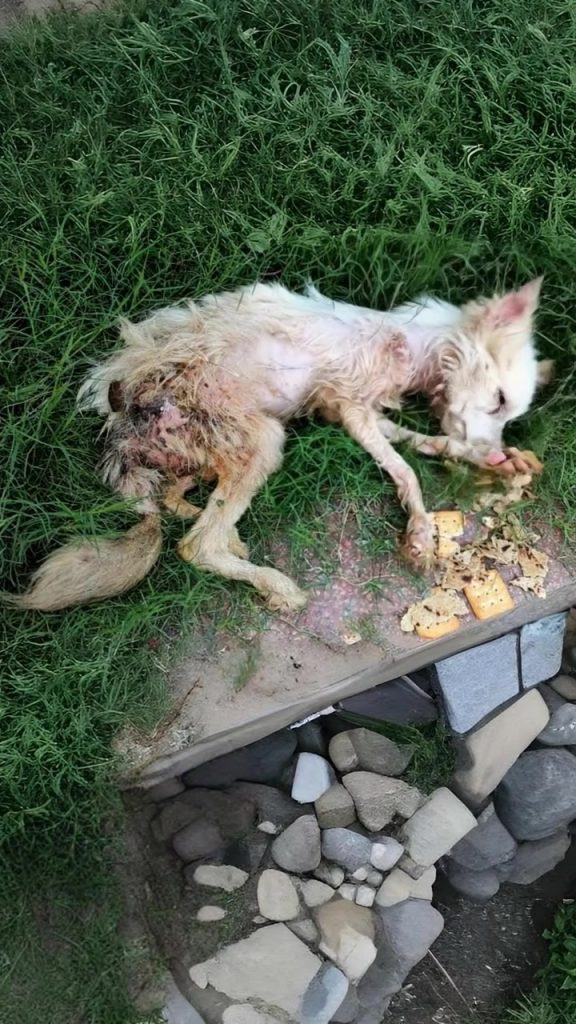 Abandoned and Forgotten, She Found Her Second Chance - rescue.tindung24h.vn