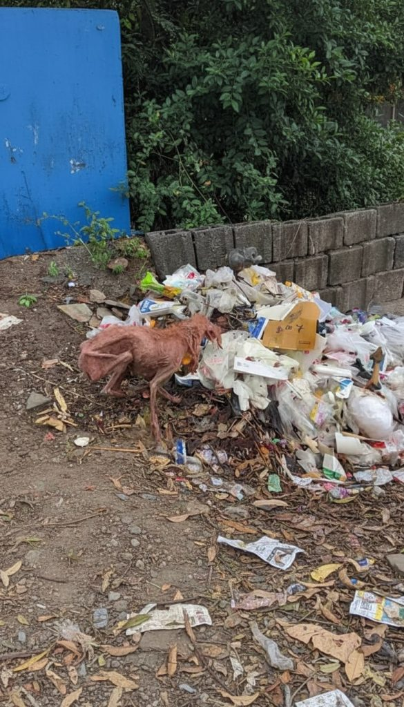 When Kindness Finally Found Her: The Quiet Rescue That Changed One Dog ...