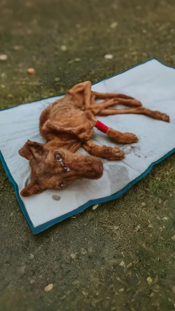 Trapped, Starving, and Forgotten… She Can’t Stand. She Can’t Cry. But ...