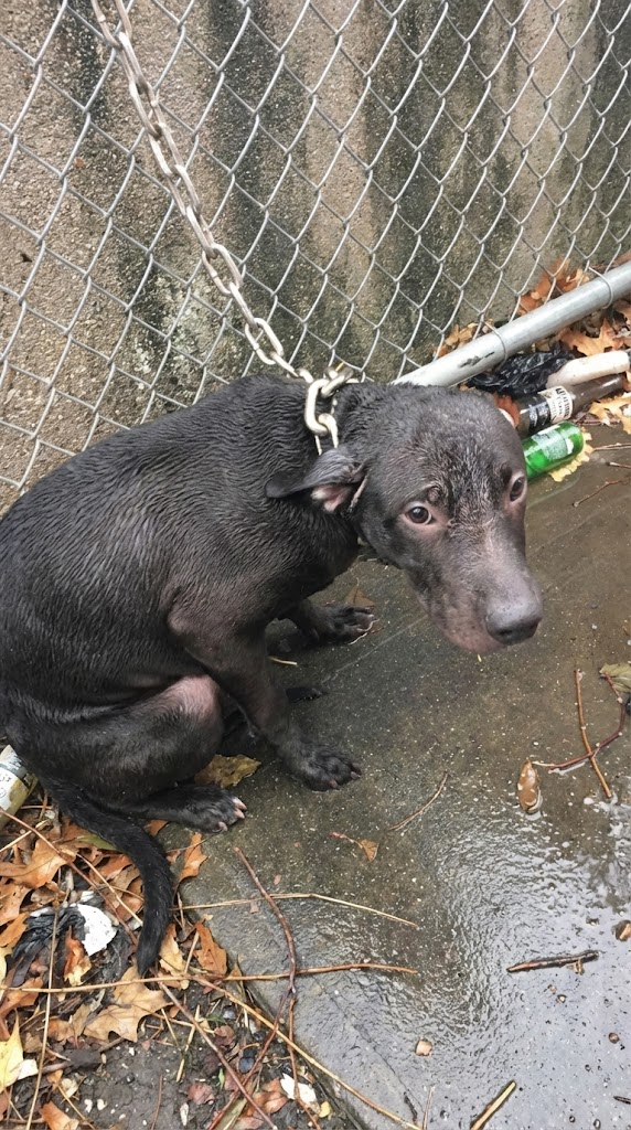 When Kindness Found Him in the Rain: Joey’s Quiet Road to Home - rescue ...